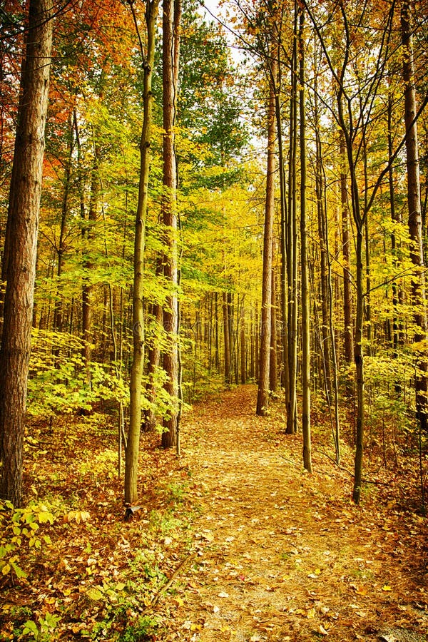 Pathway in Autumn forest stock image. Image of country - 102365997