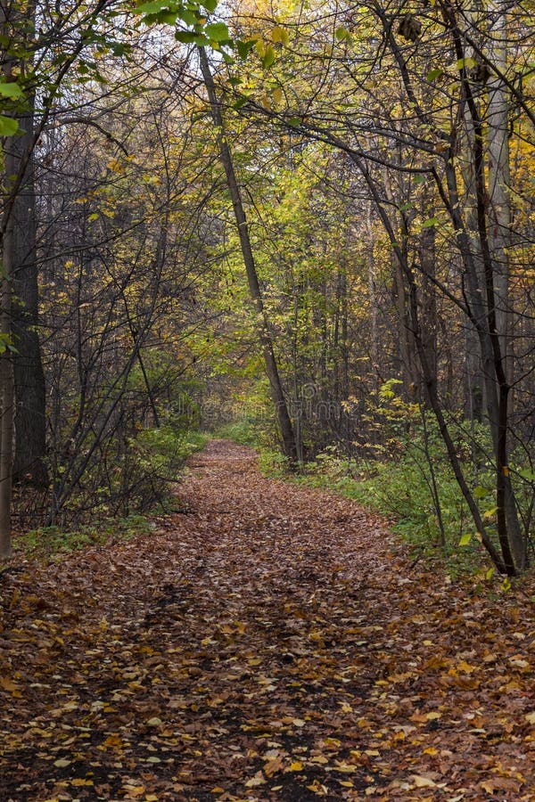 Pathway through an Autumn Forest Stock Photo - Image of scenic, pathway ...