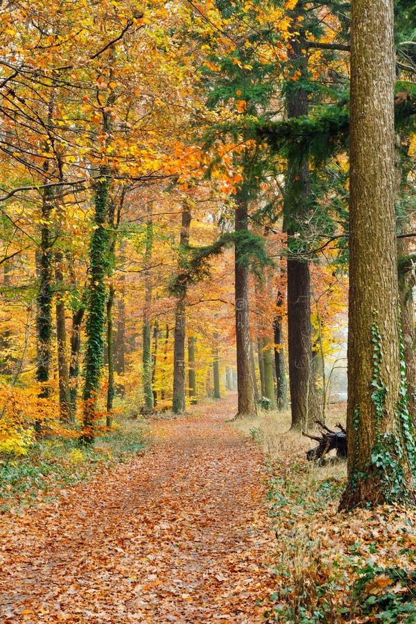 Pathway in the Autumn Forest Stock Image - Image of landscape, fall ...