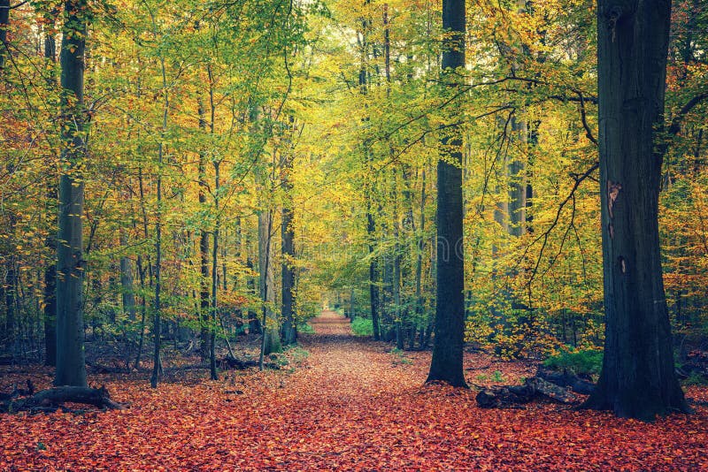 Pathway in autumn forest stock photo. Image of scenics - 150367586