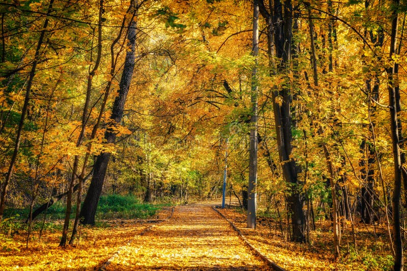 Pathway in the Autumn Forest Stock Photo - Image of beautiful, color ...