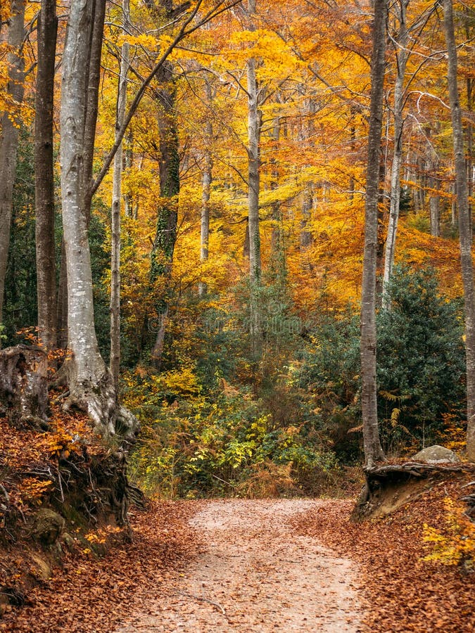Pathway through the Autumn Forest with Colorful Trees Stock Image ...