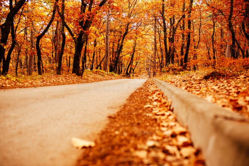 Pathway through the Autumn Forest, Autumn Leaves Fall on the Road, Path ...