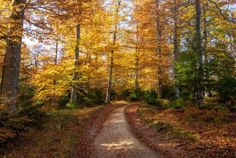Pathway through an Autumn Forest in the Mountains Stock Photo - Image ...