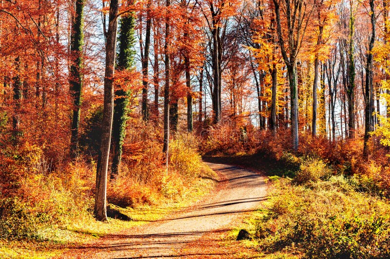 Pathway through the Autumn Forest Stock Photo - Image of fall, path ...