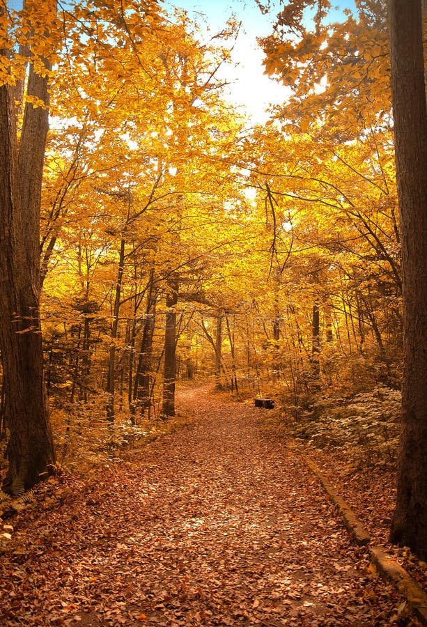 Pathway in the Autumn Forest. Stock Image - Image of mist, landscape ...