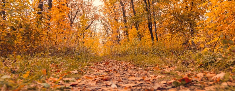 Pathway through Autumn Forest, among Trees and Shrubs, Photography from ...