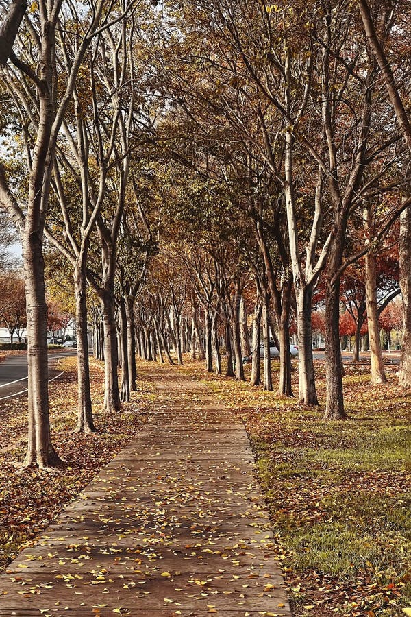 Pathway with Autumn Trees, Fallen Yellow Leaves Stock Image - Image of ...