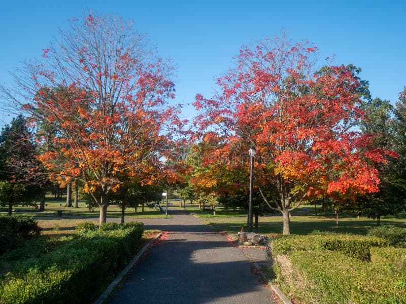Pathway between Autumn Trees and Grass Landscapes in a Park Stock Photo ...