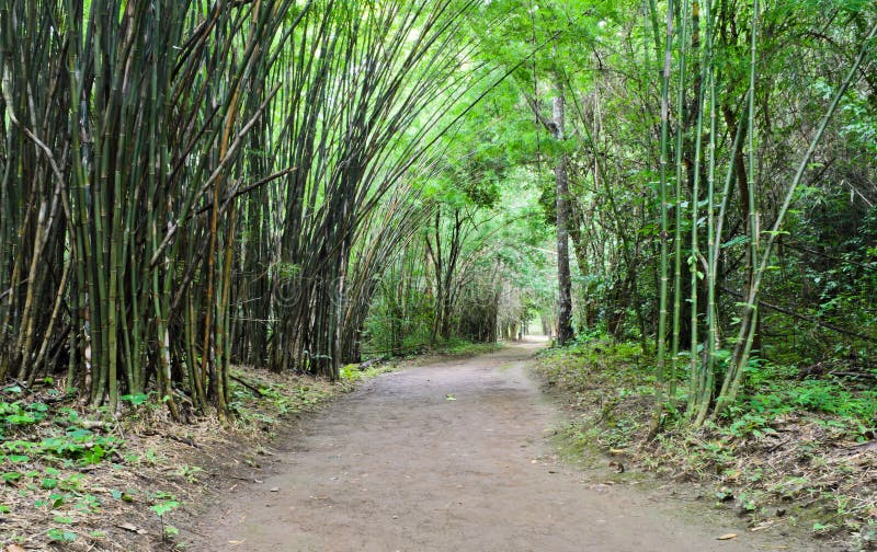 Pathway in bamboo forest stock photo. Image of leaf, rainforest - 26683948