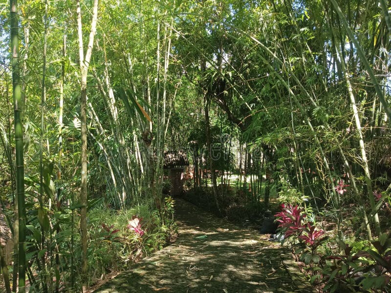 Pathway through a Bamboo Forest Stock Image - Image of produce, tree ...
