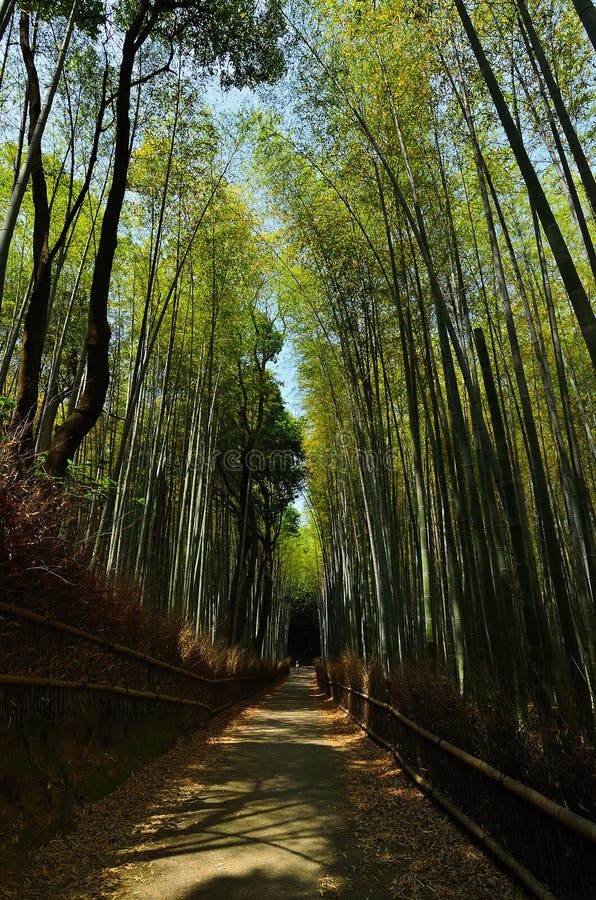 Pathway in Bamboo Forest stock image. Image of nature - 62523461