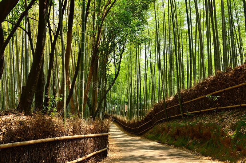 Pathway in Bamboo Forest stock image. Image of nature - 62523461