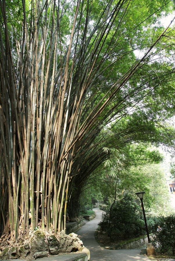 Pathway with Bamboo in Park Stock Photo - Image of lighting, bamboo ...