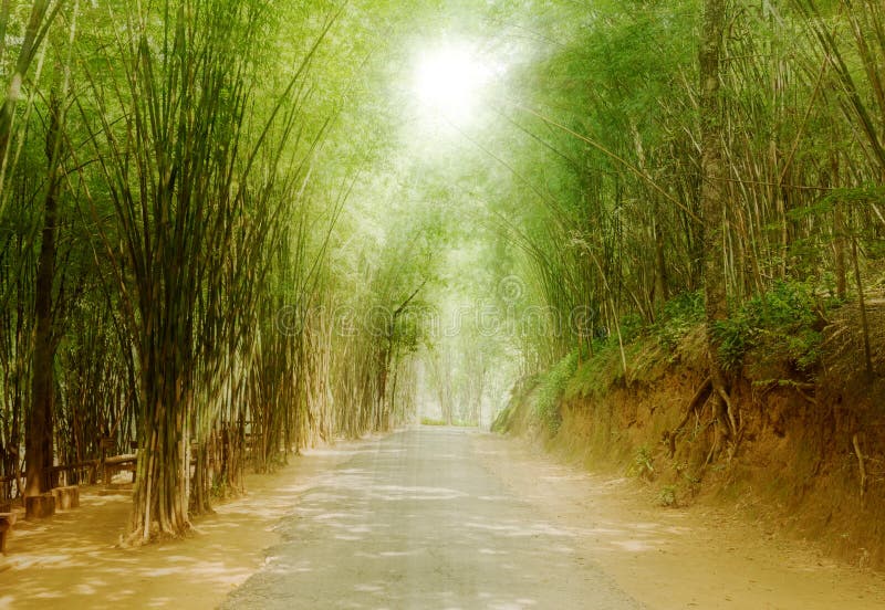Pathway in bamboo tree stock photo. Image of sunlight - 49397402