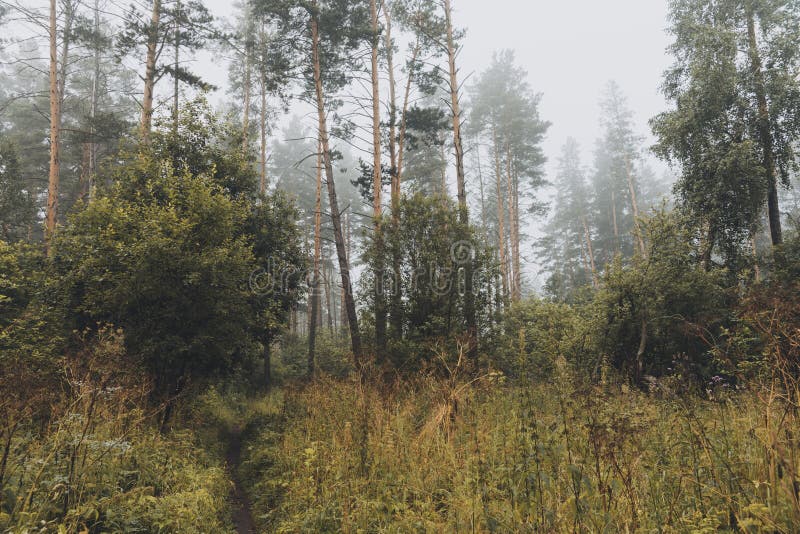 Pathway through Beautiful Foggy Forest Stock Image - Image of foggy ...