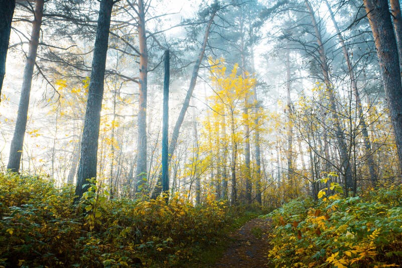 Pathway through Beautiful Forest Stock Image - Image of sunbeams ...
