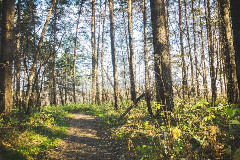 Pathway through Beautiful Forest Stock Photo - Image of sunbeams, rays ...