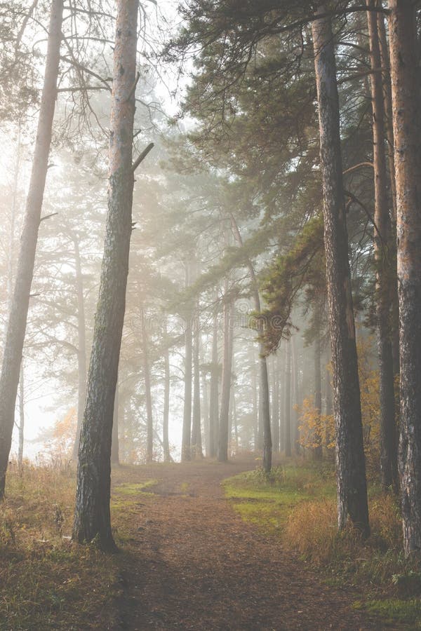 Pathway through Beautiful Forest Stock Image - Image of dark, green ...