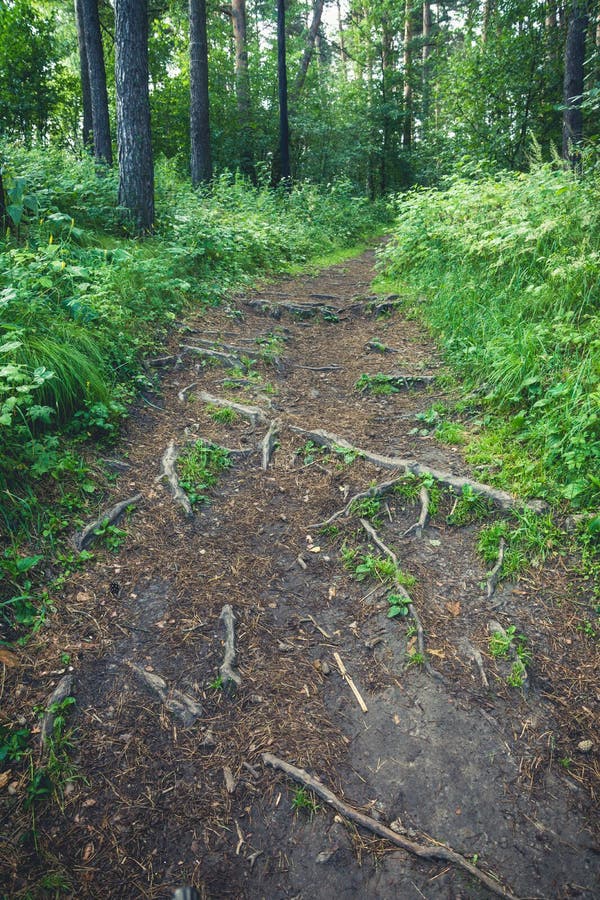 Pathway through Beautiful Forest Stock Image - Image of rural, bright ...