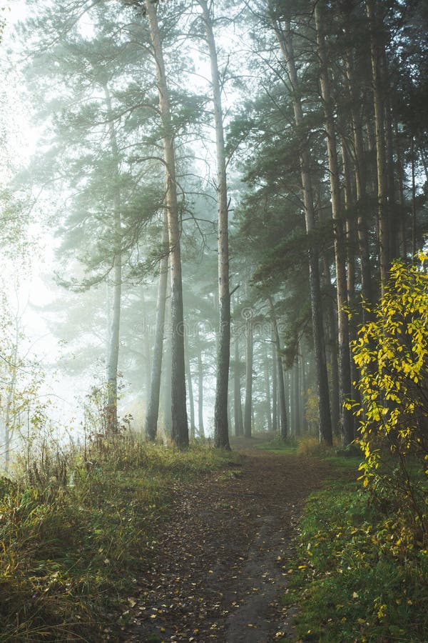 Pathway through Beautiful Forest Stock Image - Image of coniferous ...