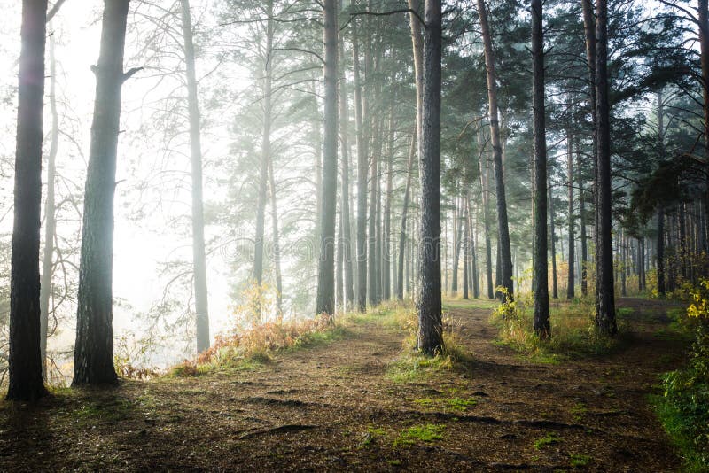 Pathway through Beautiful Forest Stock Image - Image of grow, botany ...