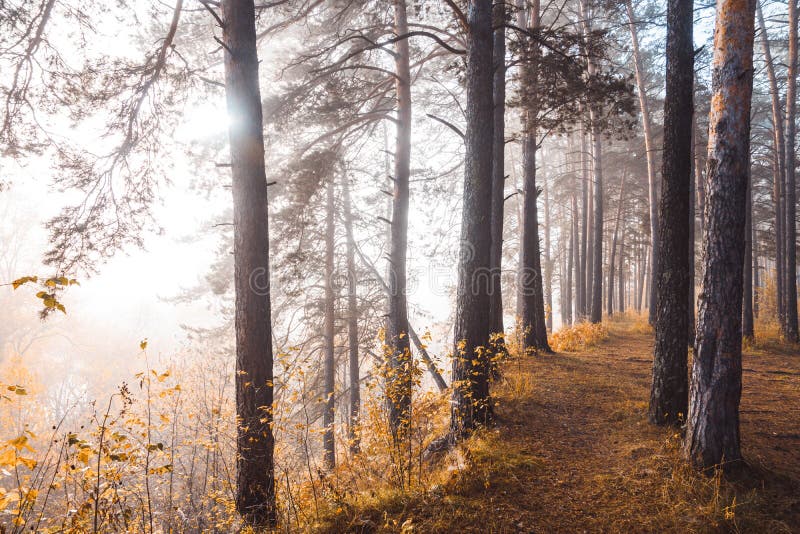 Pathway through Beautiful Forest Stock Image - Image of grow, bright ...