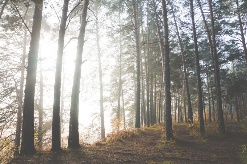 Pathway through Beautiful Summer Forest Stock Photo - Image of green ...