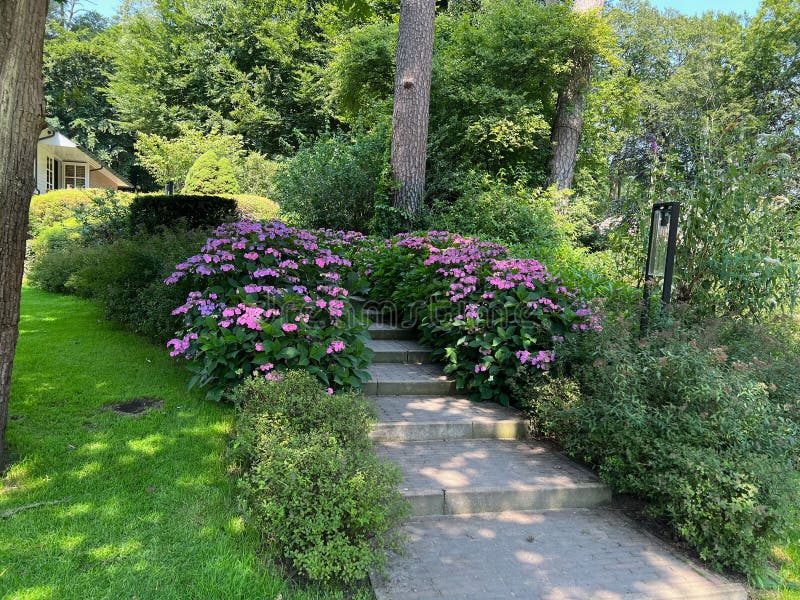 Pathway among Beautiful Hydrangea Shrubs with Violet Flowers Outdoors ...