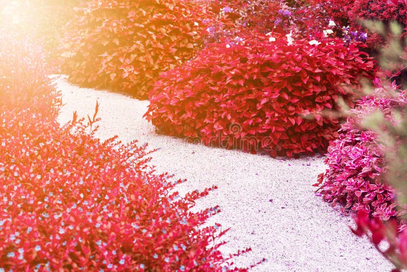 Pathway with Beautiful Lush Bushes in Garden. Stock Photo - Image of ...