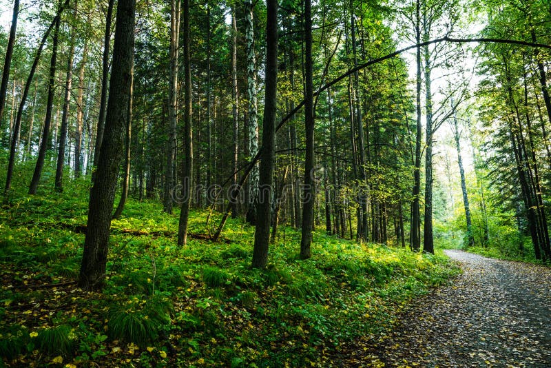 Pathway through Beautiful Summer Forest Stock Photo - Image of colorful ...