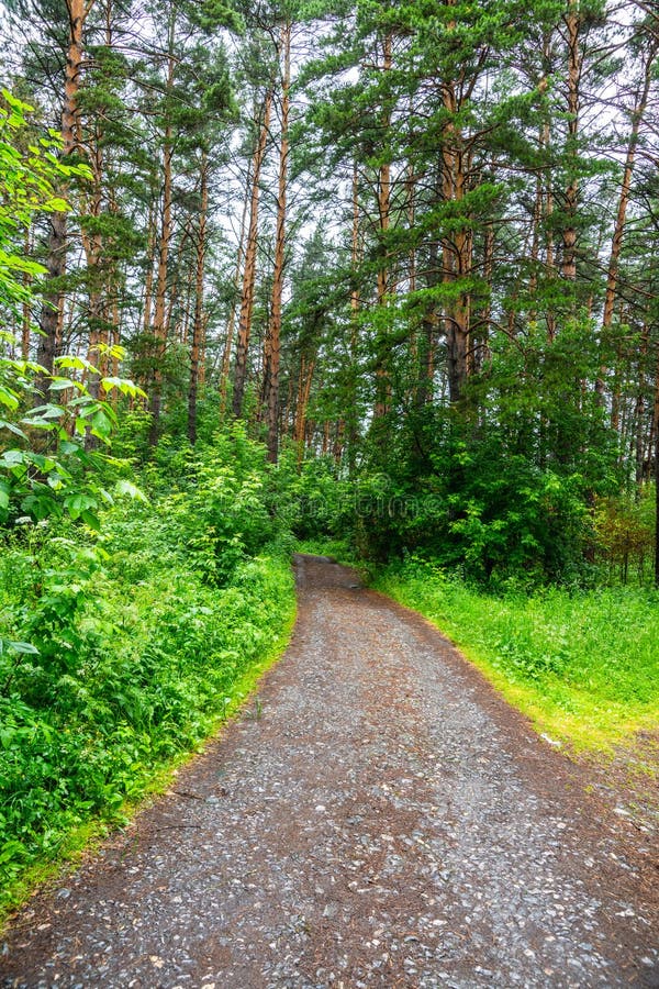 Pathway through Beautiful Summer Forest Stock Photo - Image of green ...
