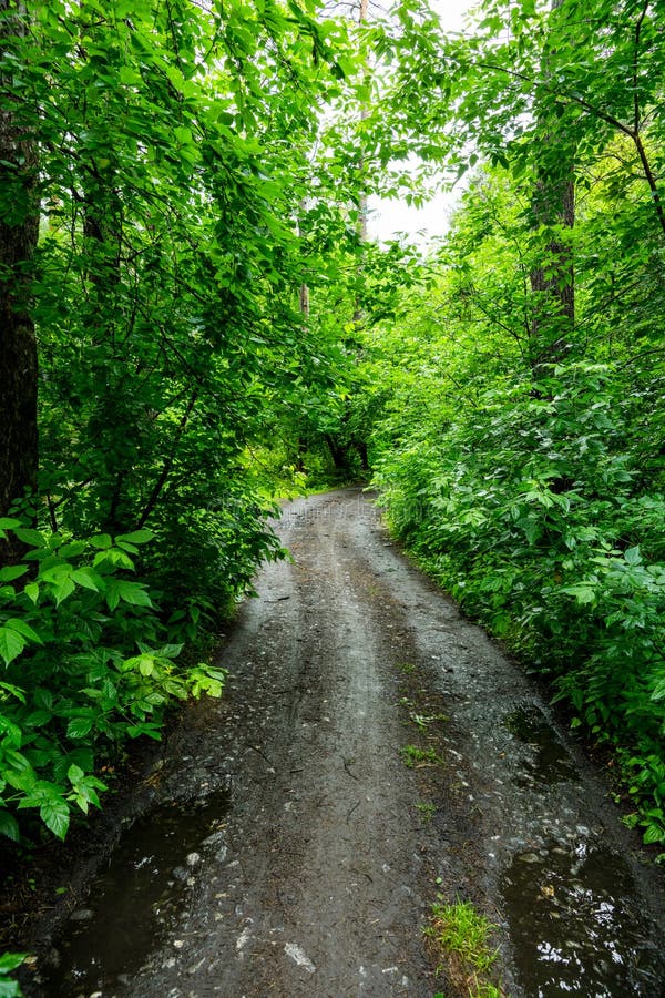 Pathway through Beautiful Summer Forest Stock Photo - Image of botany ...