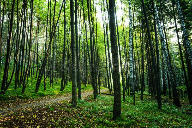 Pathway through Beautiful Forest Stock Photo - Image of dark, green ...