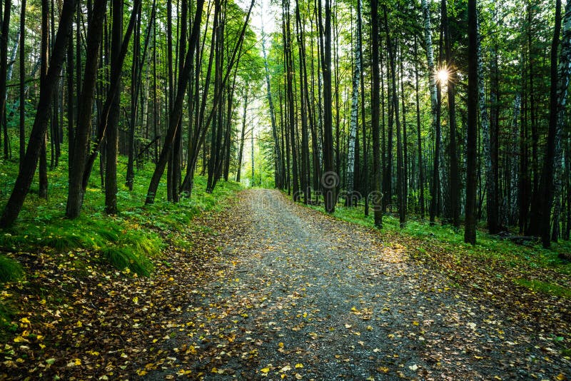 Pathway through Beautiful Summer Forest Stock Photo - Image of plant ...