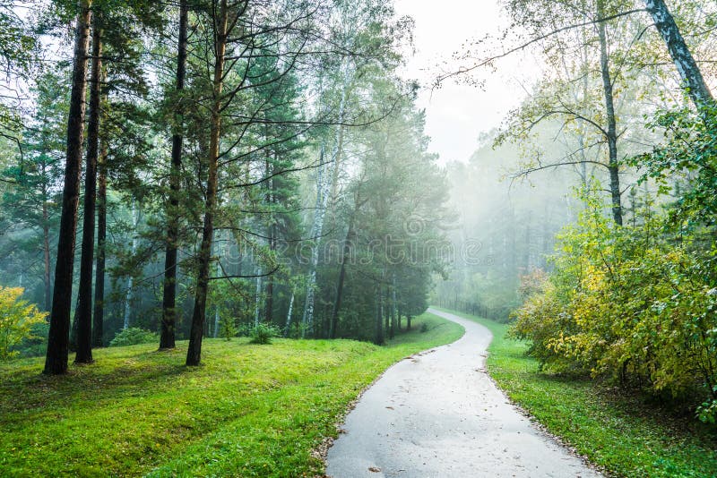 Pathway Through Beautiful Forest Stock Image - Image of plant, bright ...