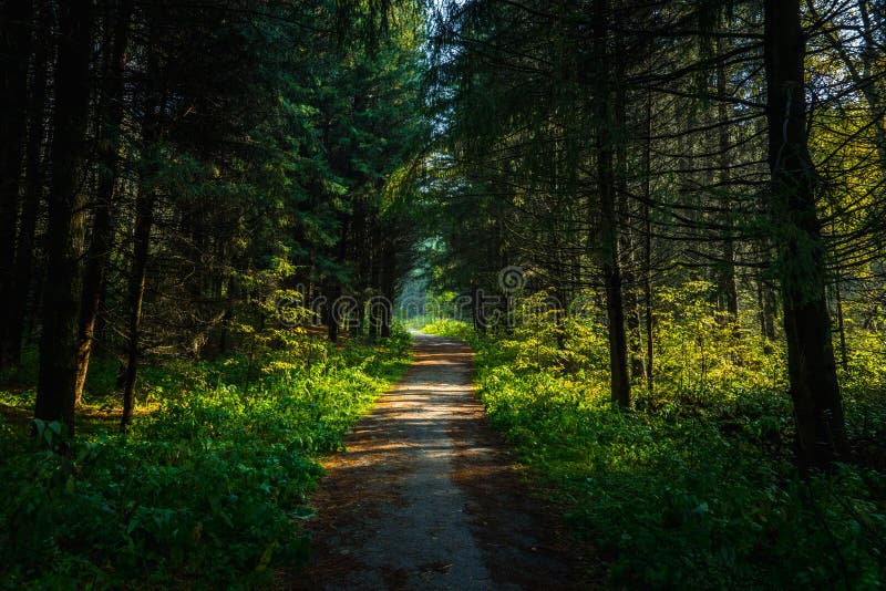 Pathway through Beautiful Summer Forest Stock Photo - Image of footpath ...