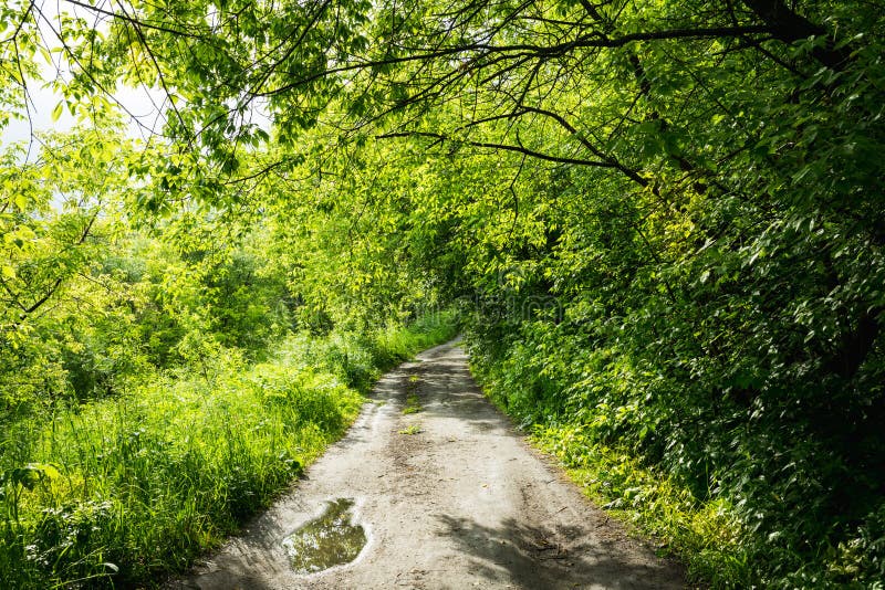 Pathway through Beautiful Summer Forest Stock Image - Image of morning ...