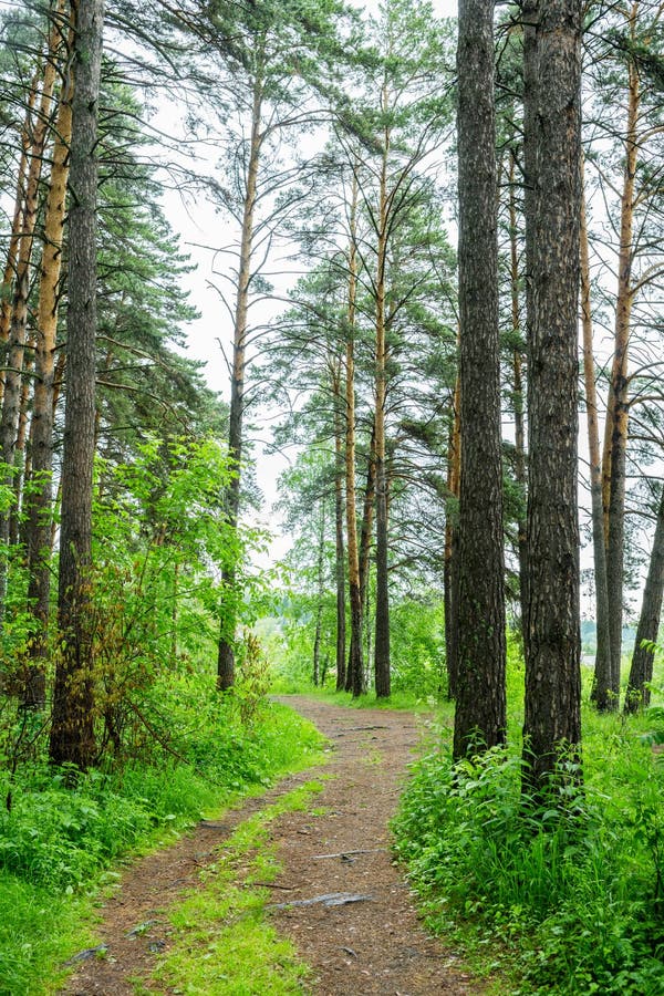 Pathway through Beautiful Summer Forest Stock Photo - Image of ...