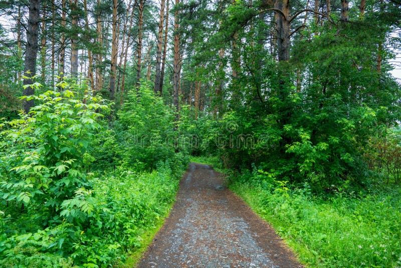 Pathway through Beautiful Summer Forest Stock Photo - Image of growth ...