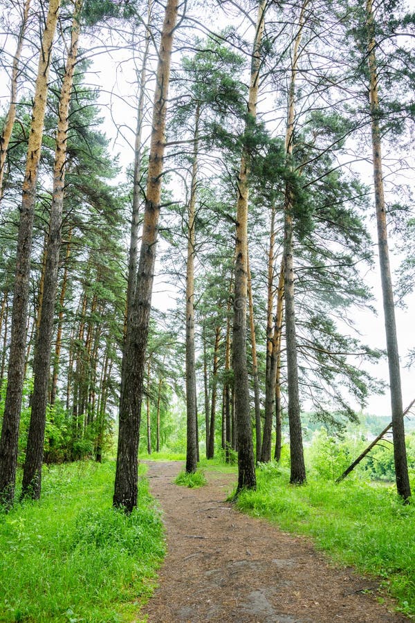 Pathway through Beautiful Forest Stock Photo - Image of tranquil ...