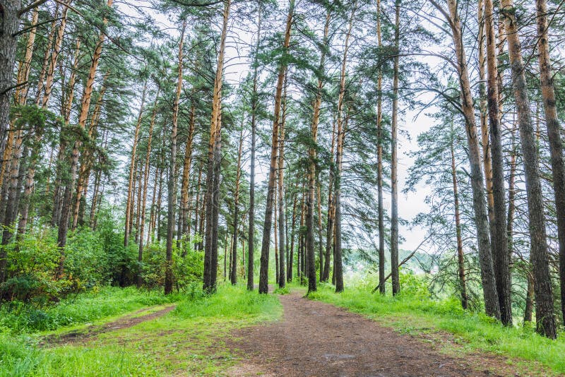 Pathway through Beautiful Summer Forest Stock Image - Image of pathway ...