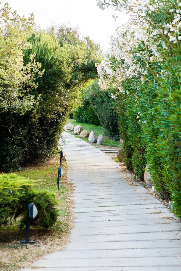 Pathway and Beautiful Trees. Track for Running or Walking Stock Photo ...