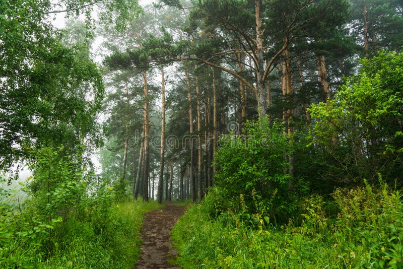 Pathway through Beautiful Foggy Forest Stock Photo - Image of autumn ...