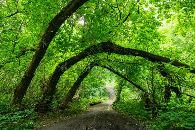 Pathway through Beautiful Foggy Forest Stock Image - Image of foliage ...