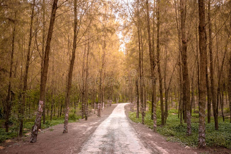 Pathway stock photo. Image of plant, forest, foliage - 56050876