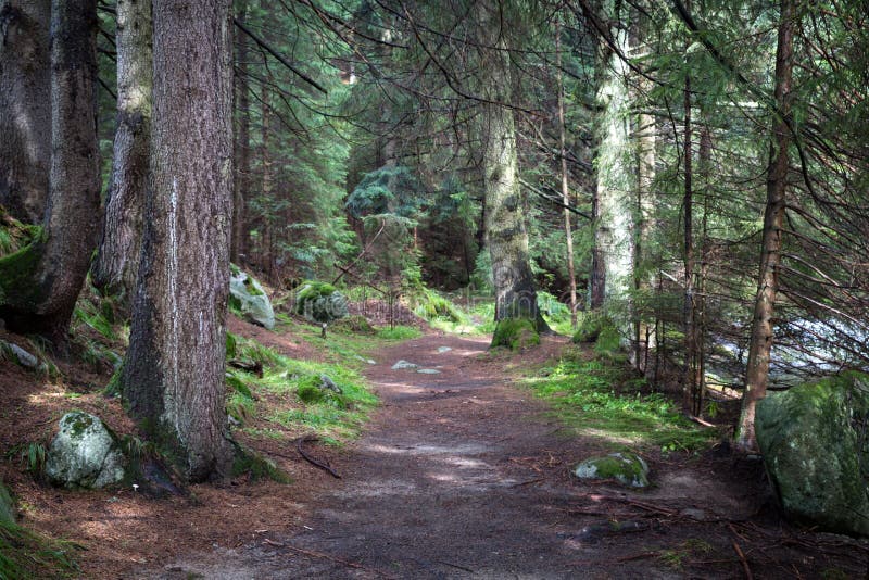 Pathway among big trees stock photo. Image of travel - 131072680