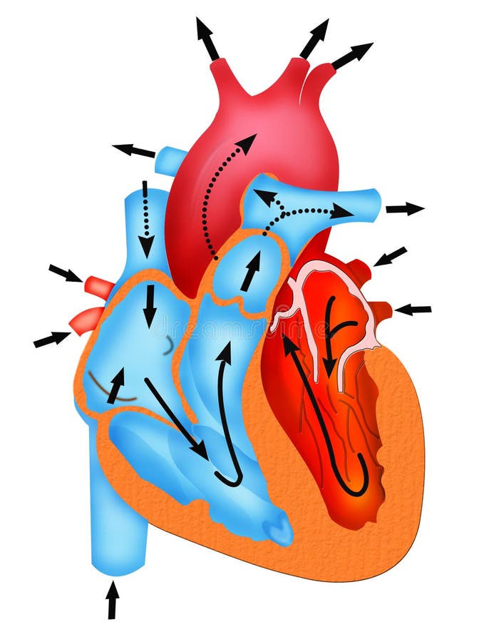 Pathway Of Blood Flow Through The Heart Stock Illustration ...