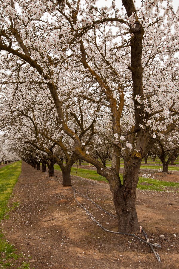 Pathway through Blooming Almond Orchard Stock Photo - Image of macro ...