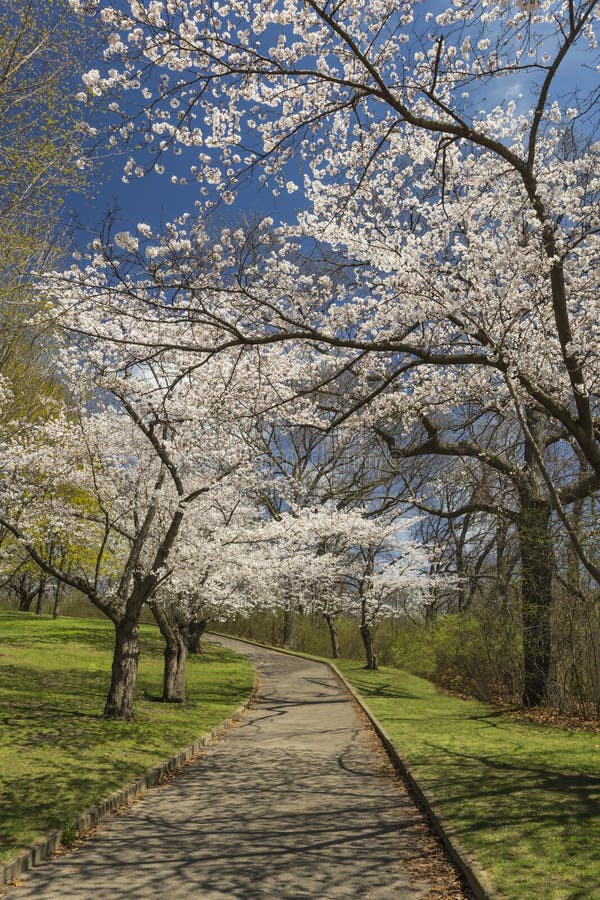 Pink Cherry Blossom Along The Pathway In Springtime, Japan Stock Photo ...